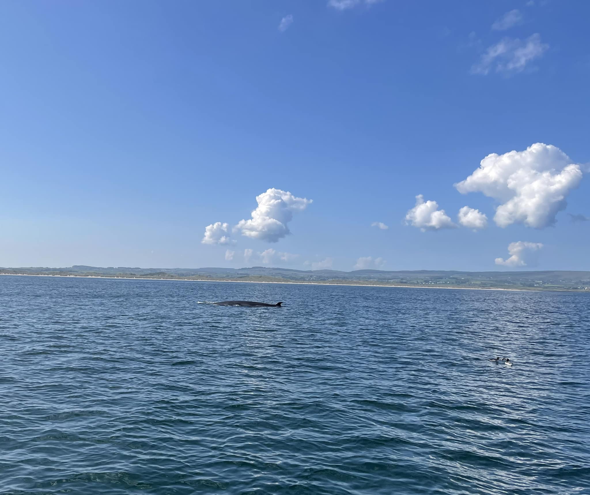 Whale Spotting in Portrush! - Causeway Boats | Sea Experiences